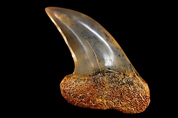 dent de requin: ISURUS PLANUS - Miocène - Bakersfield, Californie - USA