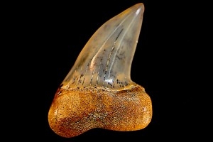 shark tooth: ISURUS PLANUS Miocene Bakersfield, California - USA