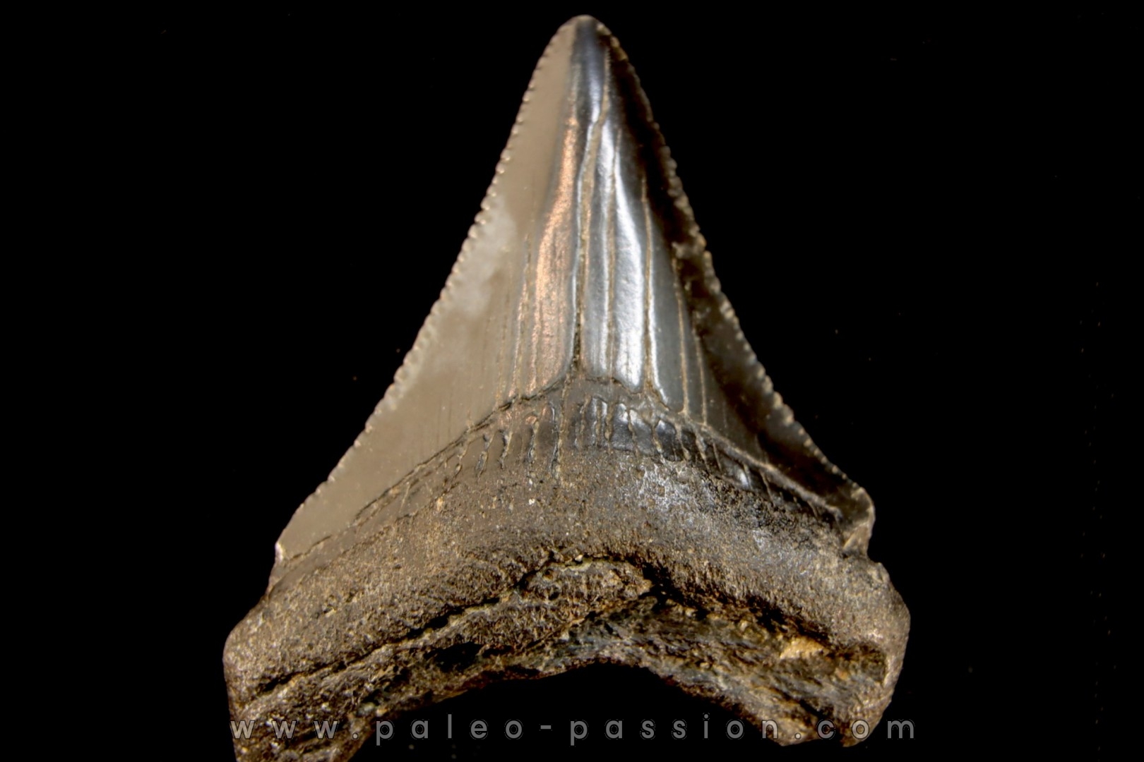 dent de requin: cretoxyrhina aff, Mantelli - turonien du Maroc