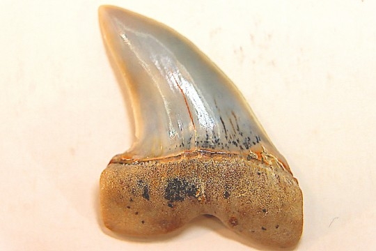 shark tooth: ISURUS PLANUS Miocene Bakersfield, California - USA