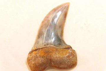 shark tooth: ISURUS PLANUS Miocene Bakersfield, California - USA