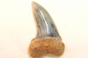 shark tooth: ISURUS PLANUS Miocene Bakersfield, California - USA