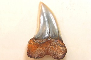 shark tooth: ISURUS PLANUS Miocene Bakersfield, California - USA