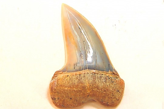 shark tooth: ISURUS PLANUS Miocene Bakersfield, California - USA