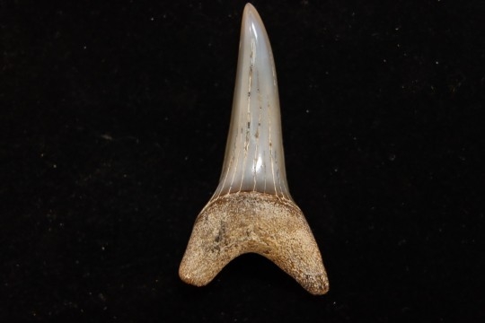 shark tooth: CARCHARODON HASTALIS Miocene Bakersfield, California - USA