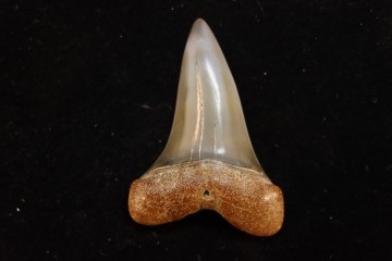 shark tooth: CARCHARODON HASTALIS Miocene Bakersfield, California - USA