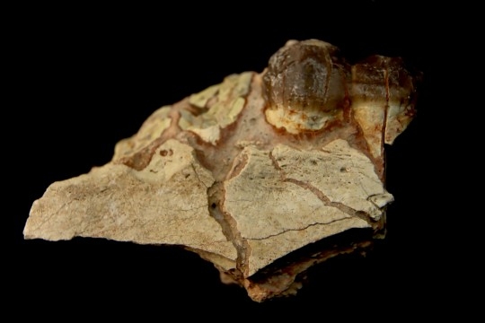 pig tooth : Archaeotherium sp. - oligocène - Brule fmt - White river ...