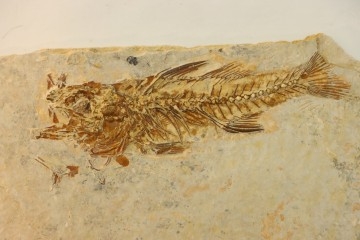 DAPALIS MACRURUS