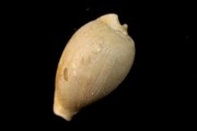 NOTADUSTA VICTORIANA - Miocene - Mornington peninsula, Victoria, AUSTRALIE