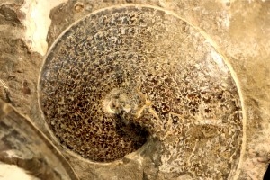 Sphenodiscus lenticularis - Maestrichtian - Dakota - USA
