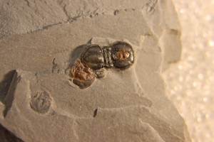 PERONOPSIS INTERSTRICTA - Wheeler fmt - Middle cambrian - Millard ...