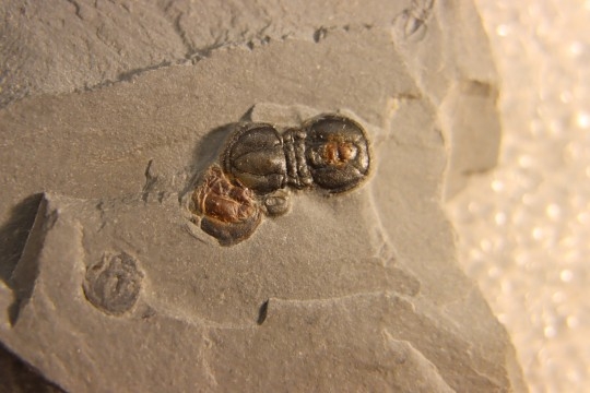 PERONOPSIS INTERSTRICTA - Wheeler fmt - Middle cambrian - Millard ...