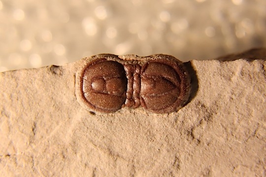 PERONOPSIS INTERSTRICTA - Wheeler fmt - Middle cambrian - Millard ...