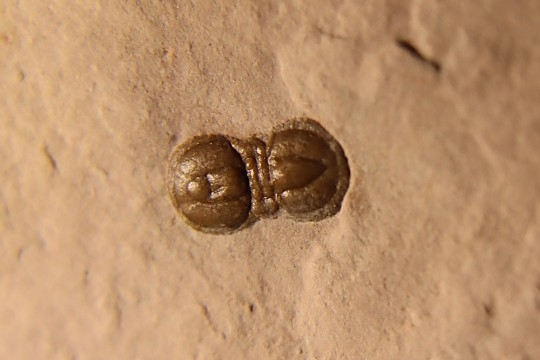 PERONOPSIS INTERSTRICTA - Wheeler fmt - Middle cambrian - Millard ...