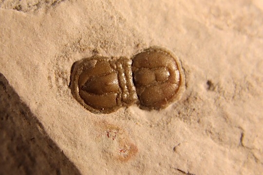 PERONOPSIS INTERSTRICTA - Wheeler fmt - Middle cambrian - Millard ...