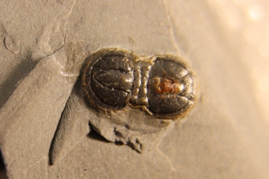 PERONOPSIS INTERSTRICTA - Wheeler fmt - Middle cambrian - Millard ...