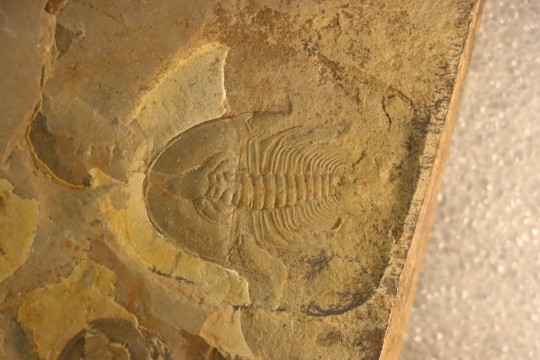 Olenellus Chiefensis - Cambrien moyen - Pioche shale - Pioche, Nevada, USA