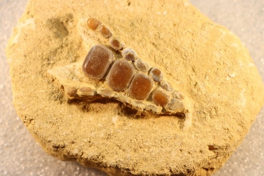 palais de poisson pycnodonte PHACODUS PUNCTATUS- Maestrichtien - Oued ...