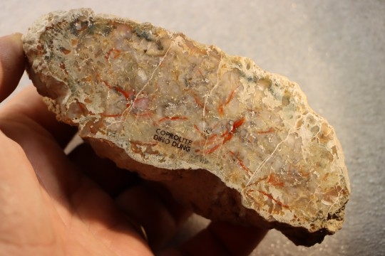 dinosaur coprolithe - jurassic - Morrison Formation