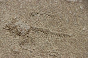 unprepared fossil fish PRISCACARA
