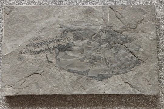 very rare PLACODERME: Coccosteus cuspidatus - Middle Devonian - old red ...