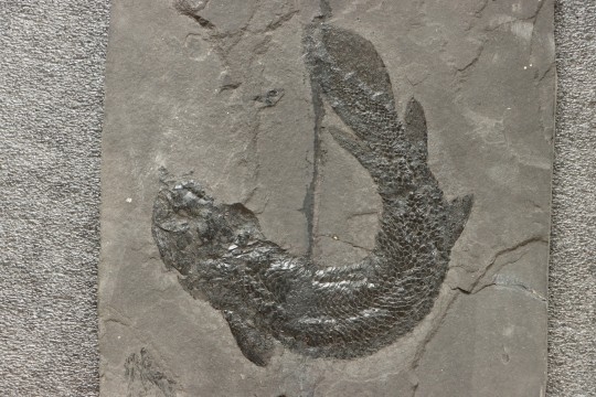 Gyroptychius agassizi (Traill, 1841) - Middle Devonian - old red ...