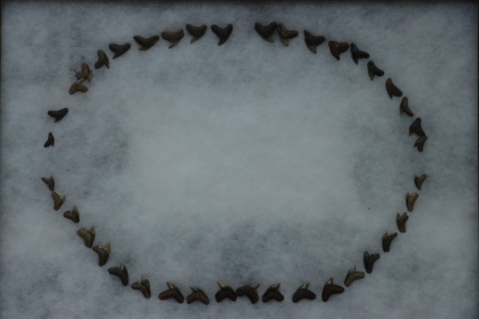 machoire de requin : GALEACERDO ADUNCUS - Miocene - Anvers, Belgique