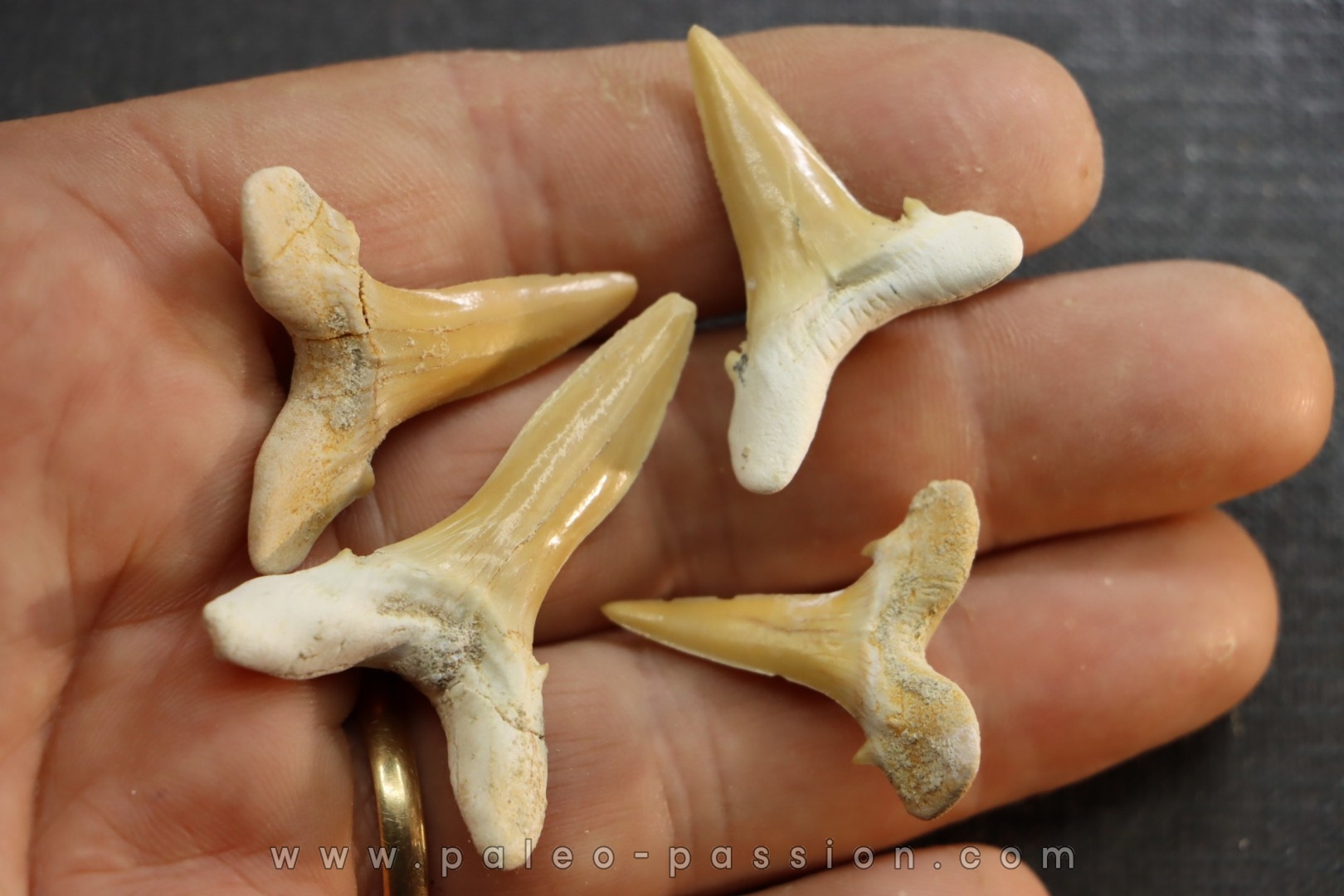 Scapanorhynchus rapax Maastrichtian Ben Guerir – MOROCCO