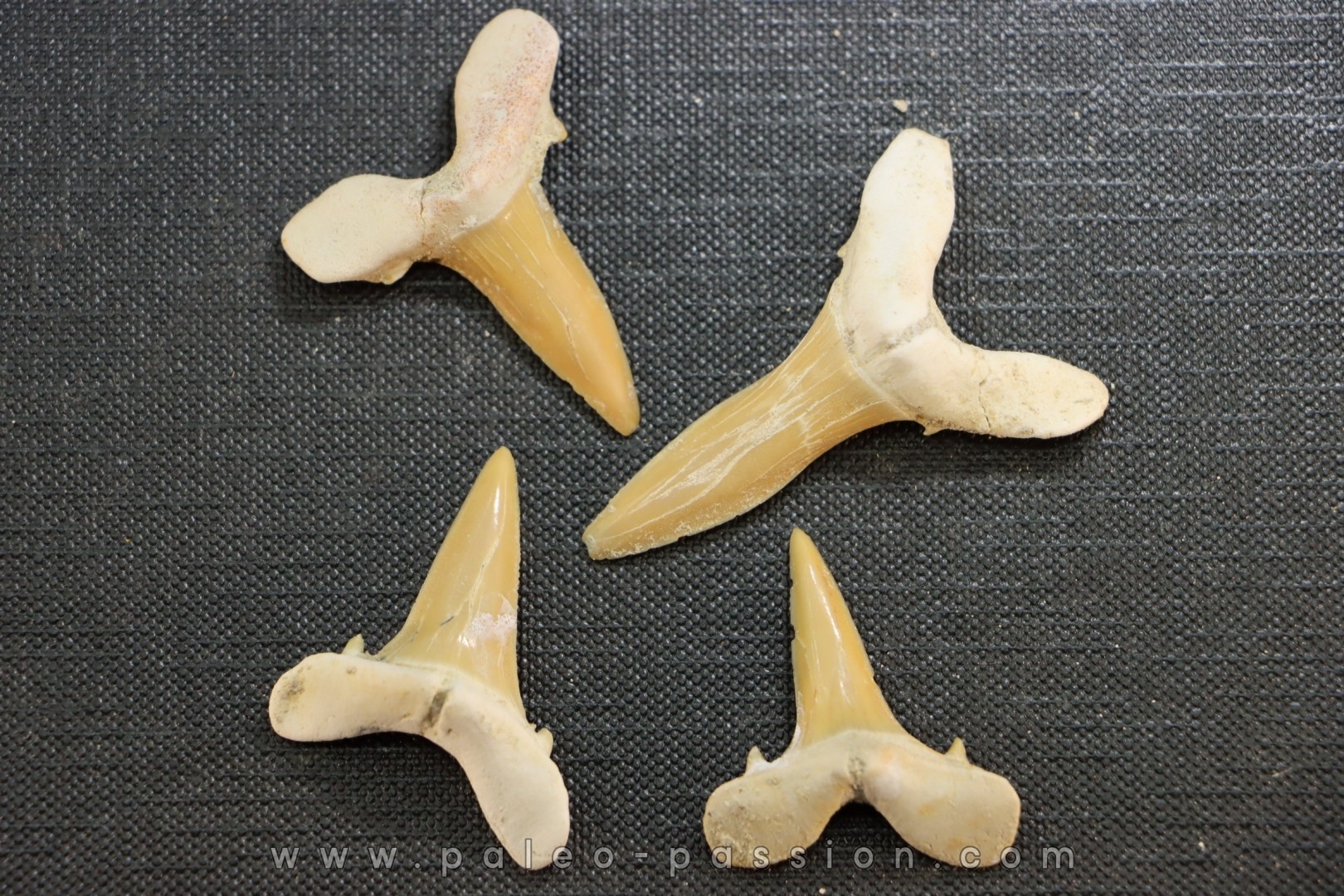 Scapanorhynchus rapax Maastrichtian Ben Guerir – MOROCCO