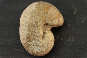 Scaphites reesidei campanien Madagascar