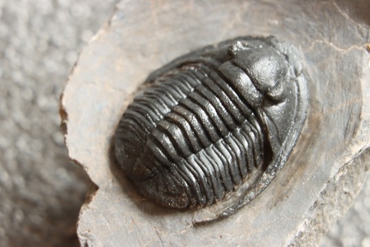 Diademoproetus praecursor - Emsian - Foum Zguid