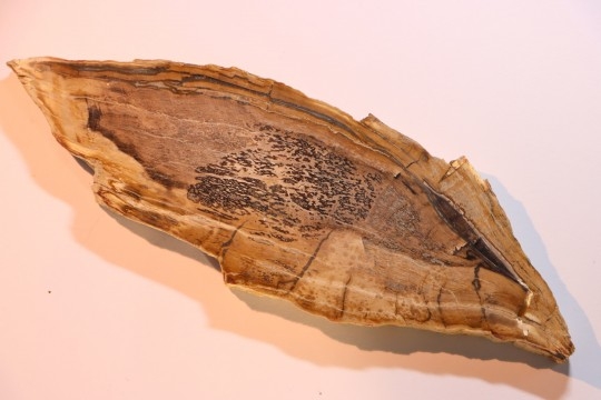 CALLIXYLON WHITEANUM - Devonian - Woodford Shale - Oklahoma - USA