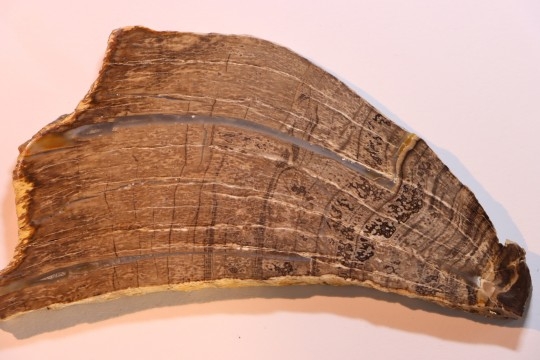 CALLIXYLON WHITEANUM - Devonian - Woodford Shale - Oklahoma - USA