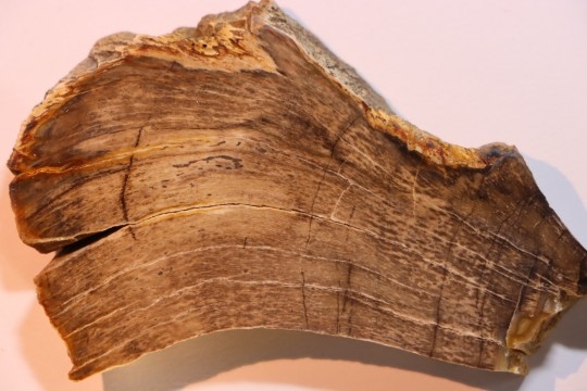 CALLIXYLON WHITEANUM - Devonian - Woodford Shale - Oklahoma - USA