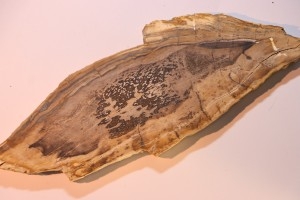 CALLIXYLON WHITEANUM - Devonian - Woodford Shale - Oklahoma - USA