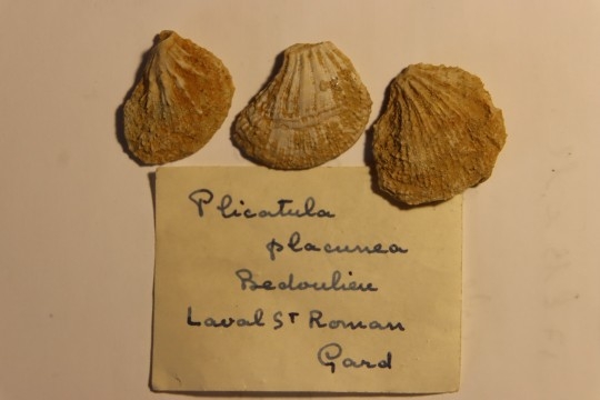 Plicatula placunea - Bedoulien - Laval St Roman, FRANCE