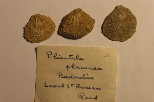 Plicatula placunea - Bedoulien - Laval St Roman, FRANCE