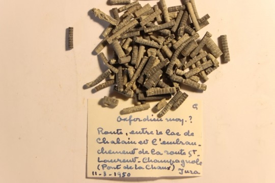 Balanocrinus - Oxfordien moyen - Pont de la Chaux, Jura, FRANCE