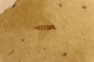 insecte diptère oligocène région de Aix en Provence - France