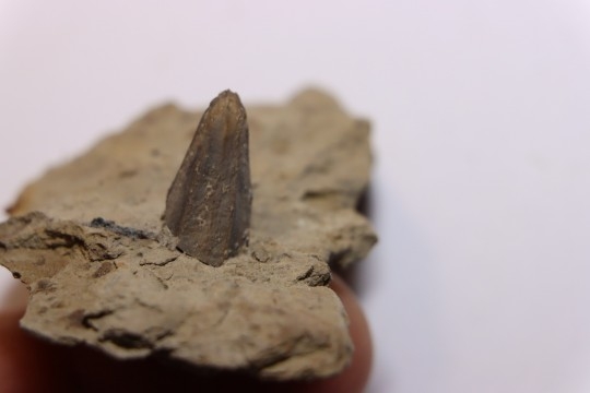 dinosaur tooth - HADROSAURE edmontosaurus annectens - Hell Creek ...