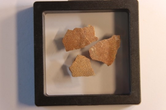 Coquilles d'œufs MEGALOOLITHUS - Du dinosaure TITANOSAURE HYPSELOSAURUS