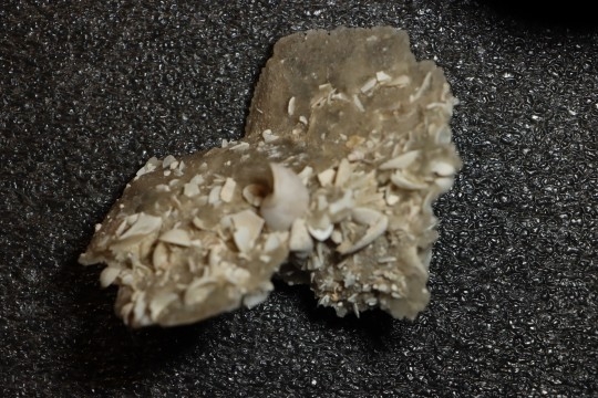Gypsum crystal with fossils seashell inclusion - Nouakchott, MAURITANIA