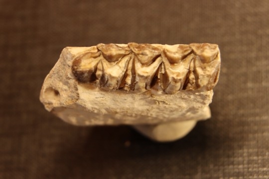 OREODON : Merycoidodon culbersoni - oligocène - Brule fmt - White river ...