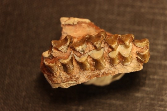 OREODON : Merycoidodon culbersoni - oligocène - Brule fmt - White river ...