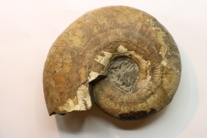 Pachydiscus aff. kamishakensis (topotype) - Campanien - Kamishak Hills ...