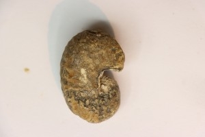 Scaphites reesidei campanien Madagascar