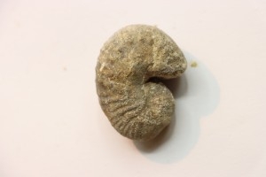 Scaphites reesidei campanien Madagascar