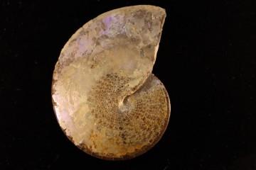 Sphenodiscus lenticularis (Owen, 1852) - Maestrichtien - Dakota - USA