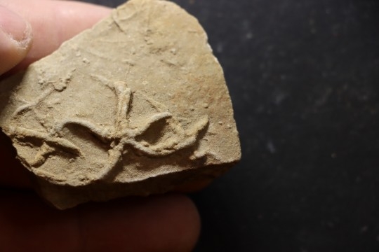 Asteriacites lumbricalis - trias - Beaune, France