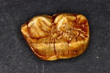 CAVERN BEAR TOOTH - Ursus spelaeus - Pléistocène from Europe.